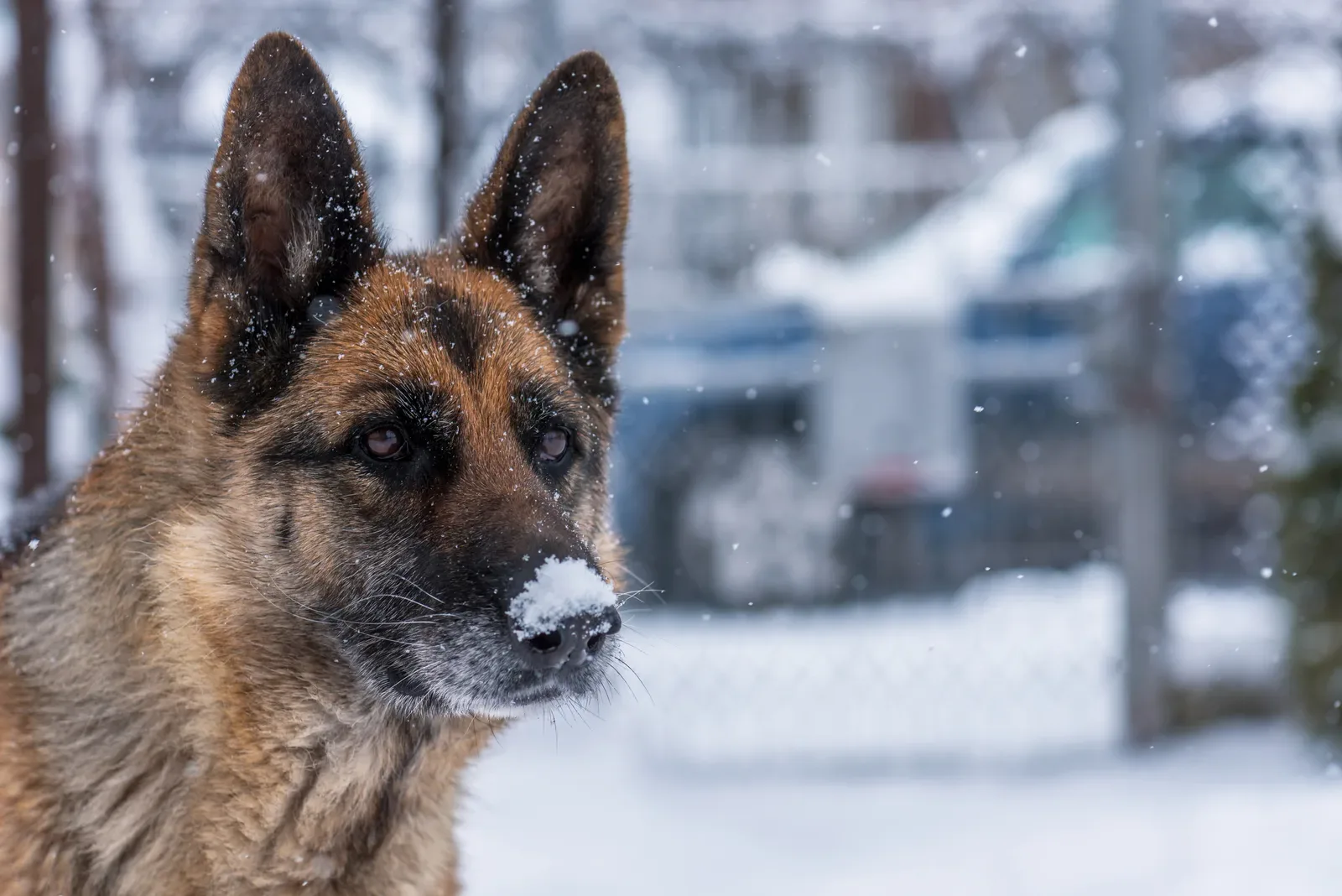 Mieszanka owczarka niemieckiego z labradorem - Mmalik Owczarki Niemieckie